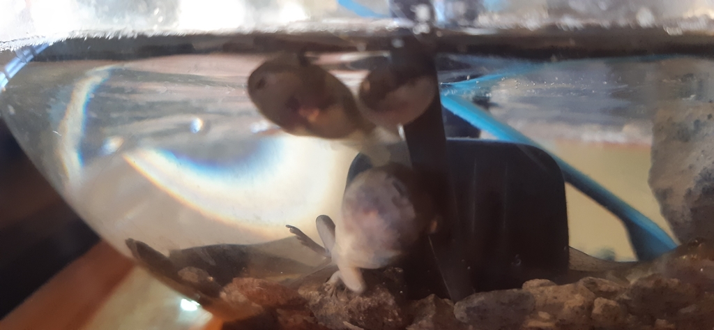 Southern Bell Frog from Egmont Village, New Zealand on May 01, 2022 at ...