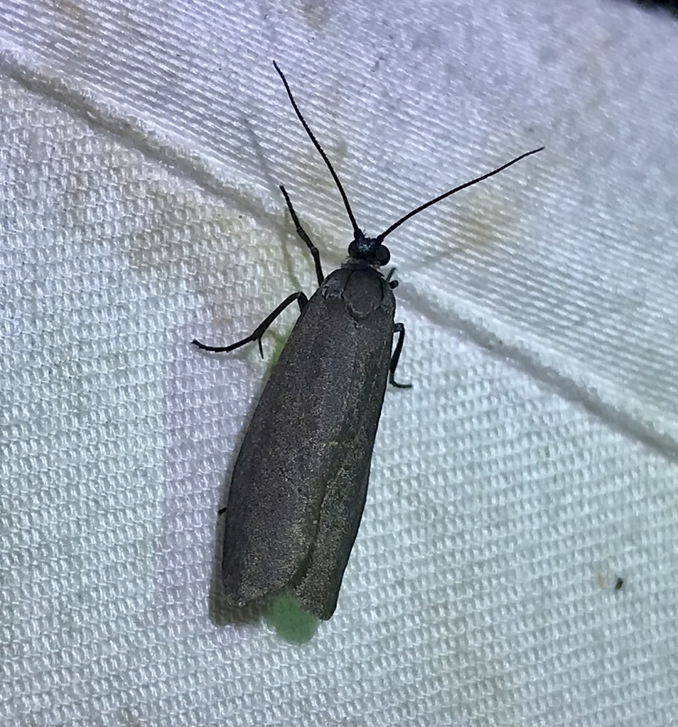 Bumelia Webworm Moth from Mt Pilgrim Church Rd, Prosperity, SC, US on ...