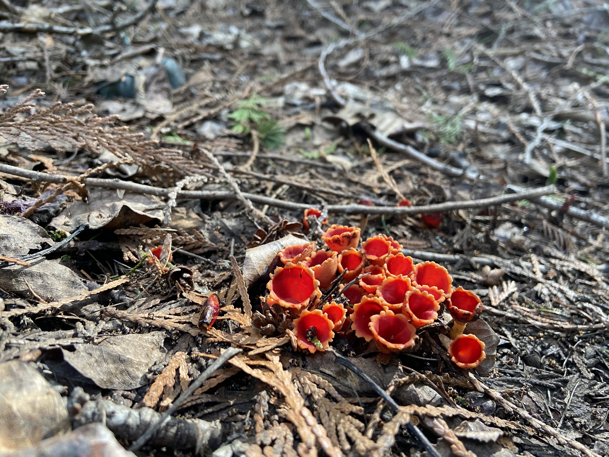 Microstoma protractum (Fr.) Kanouse