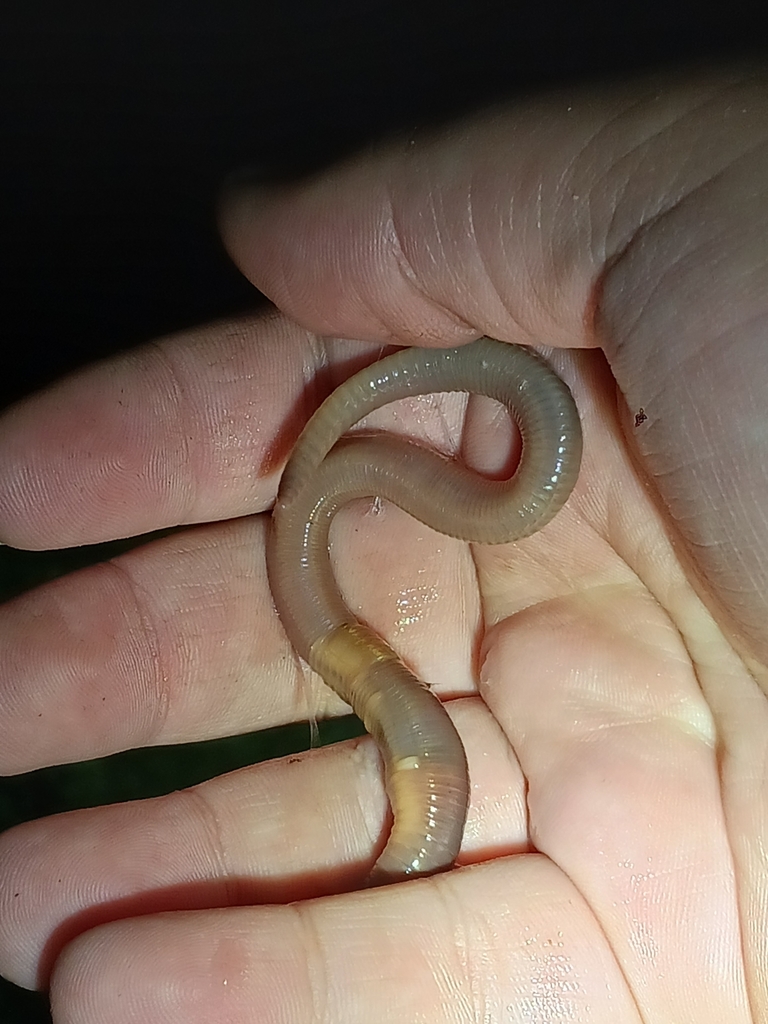 Common Earthworm from Union, OR 97883, USA on April 30, 2022 at 10:20 ...