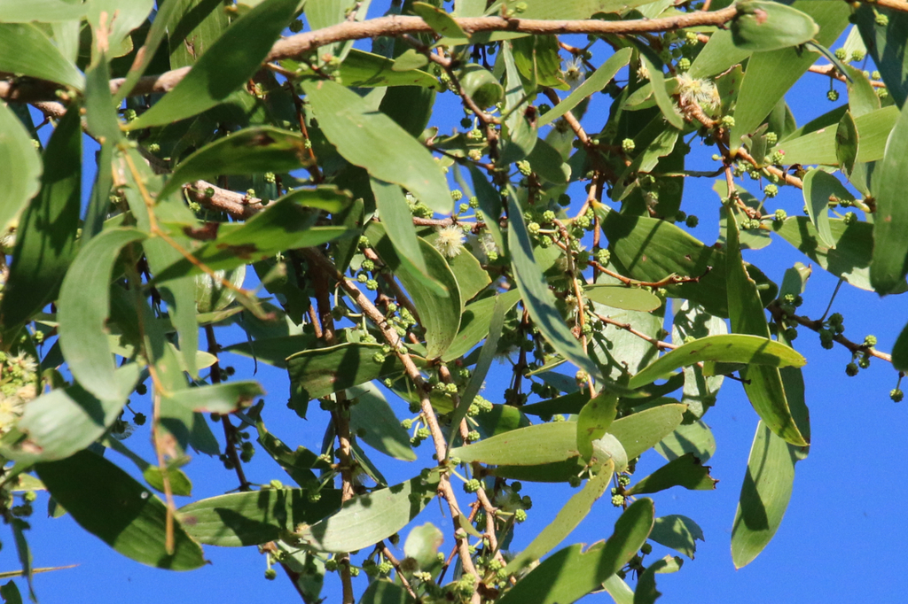 Acacia excelsa excelsa from Expedition NP--Lonesome Homestead, Beilba ...
