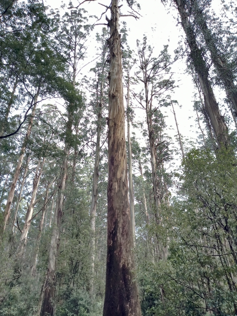 Australian Mountain Ash from Sherbrooke Lodge Rd/Sherbrooke Rd ...