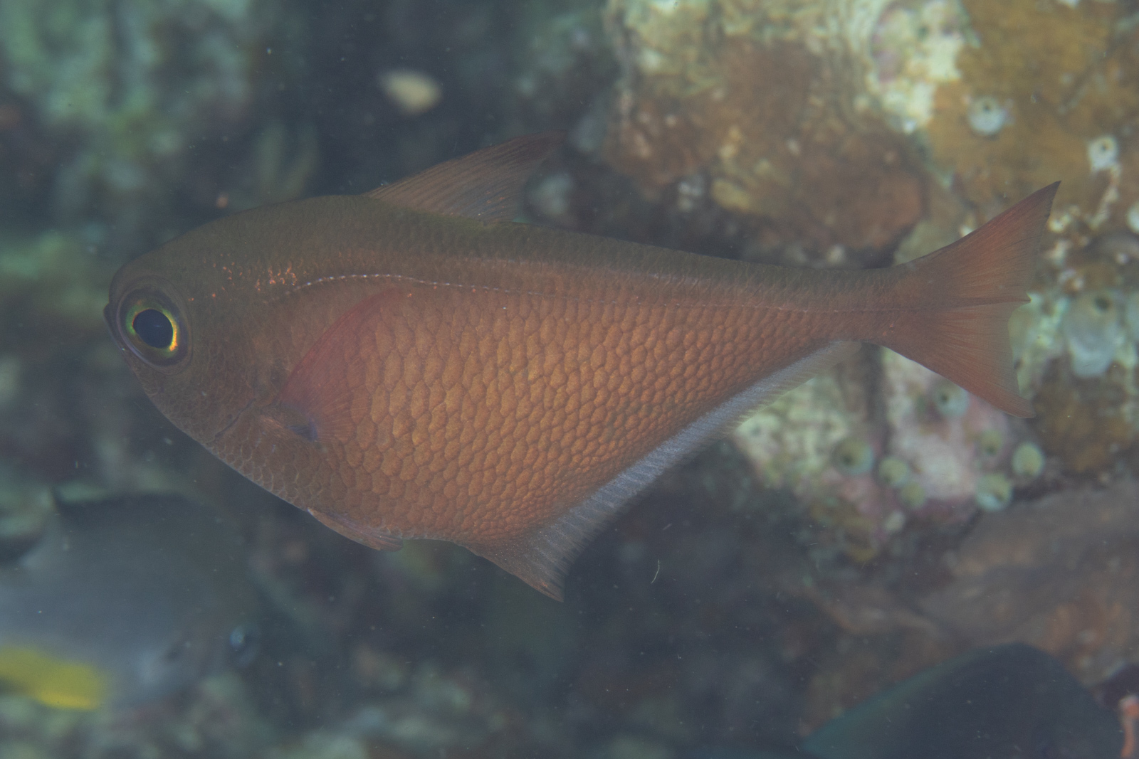 Pempheris adusta Bleeker, 1877