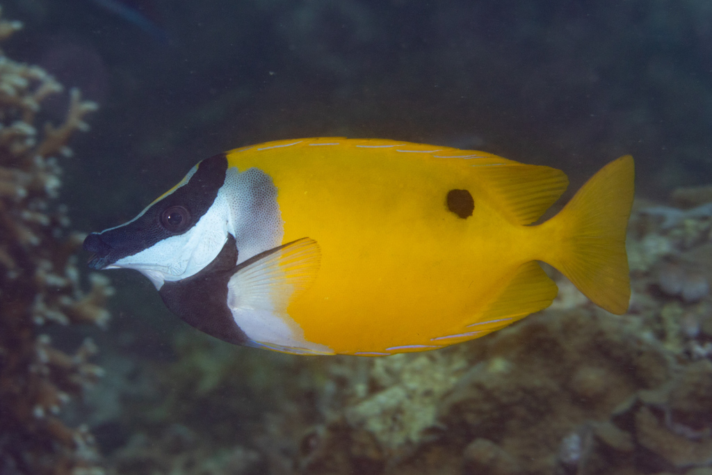 Rabbitfishes (Siganidae) - Marine Life Identification