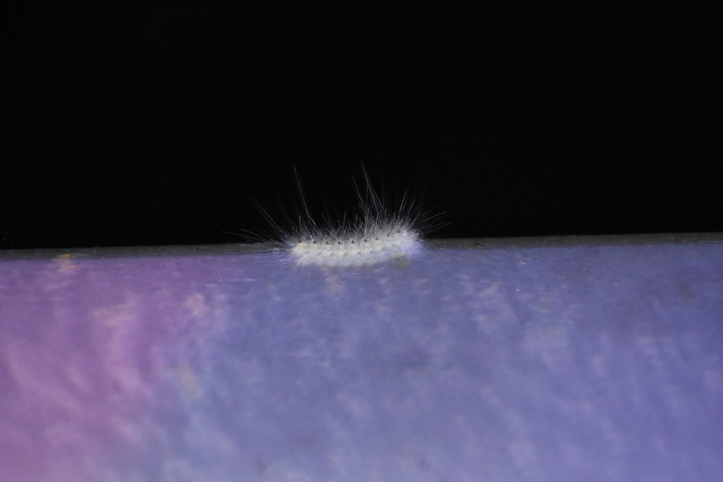 Fall Webworm Moth from North Arlington, Arlington, TX, USA on April 30 ...