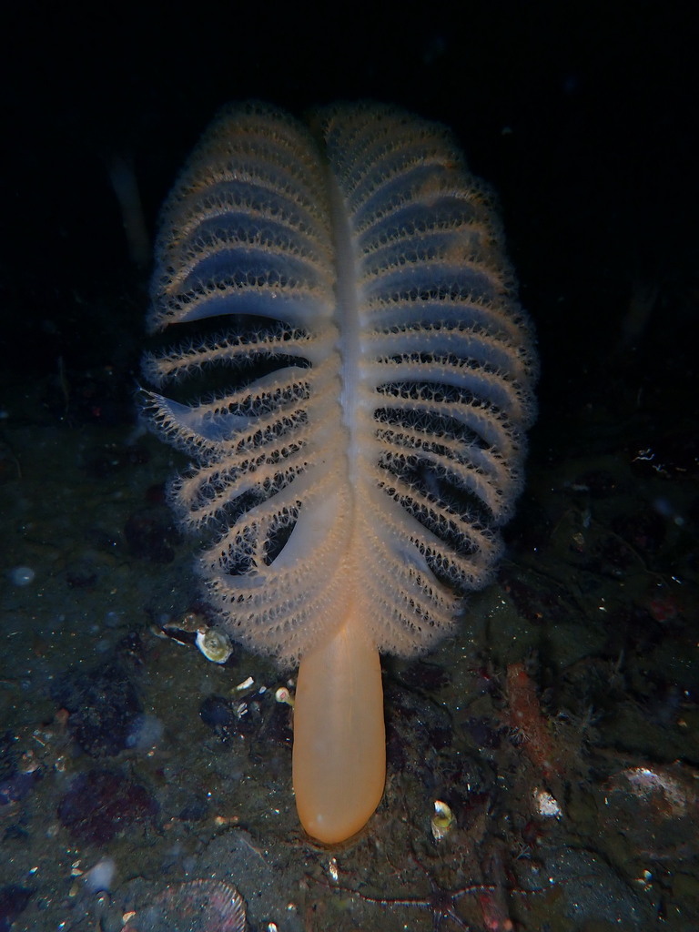 Orange Sea Pen from Nanaimo, BC, Canada on April 29, 2022 at 07:13 AM ...