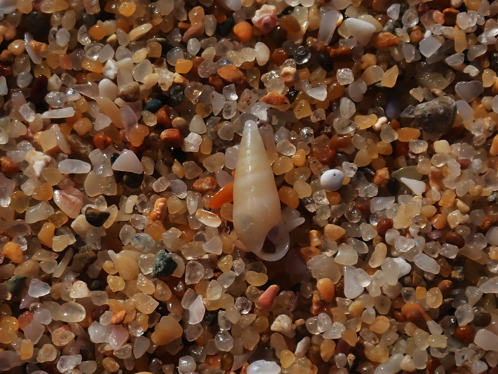 Rissoina d'Orbigny, 1841