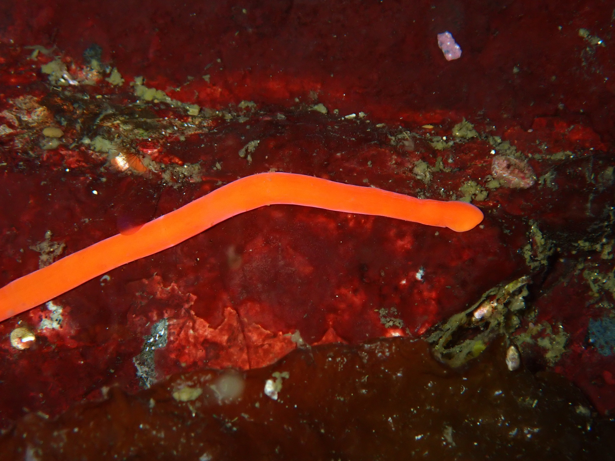 Tubulanus Renier, 1804