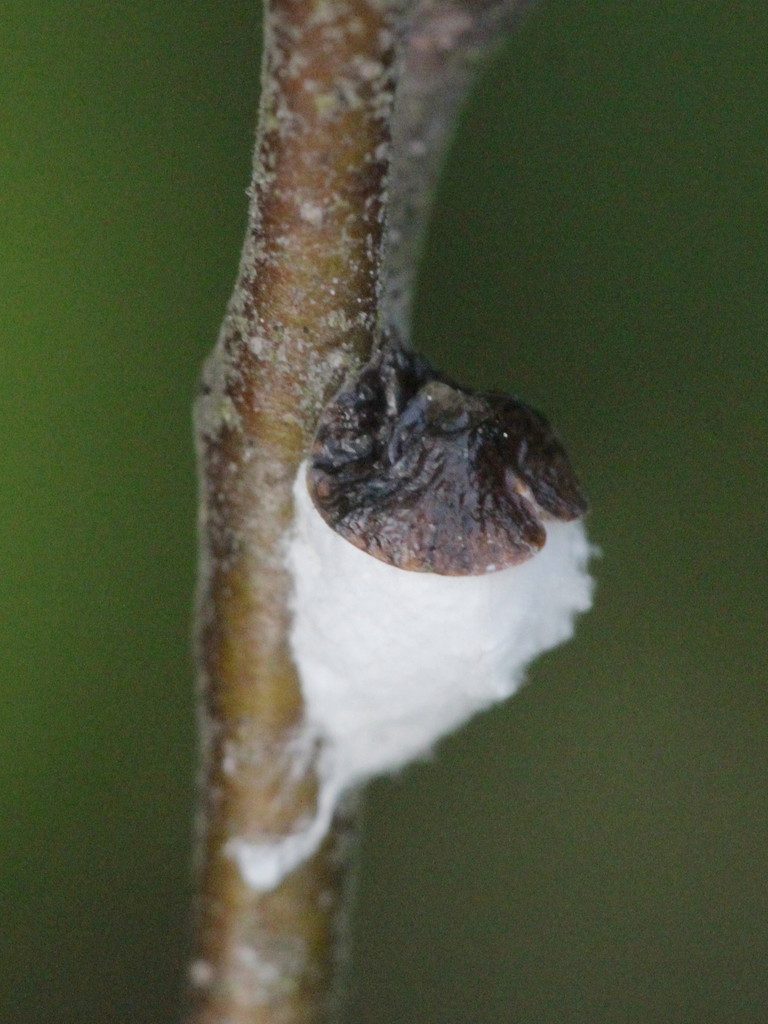 Cottony Grape Scale from Woking, UK on May 18, 2018 at 06:25 PM by ...