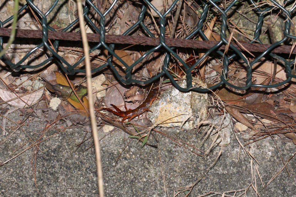 Scolopendra multidens from The Peak, Hong Kong on April 29, 2022 at 03: ...