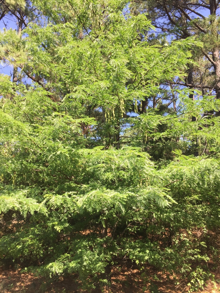honey locust from Lyndon B. Johnson National Grassland, Alvord, TX, US ...