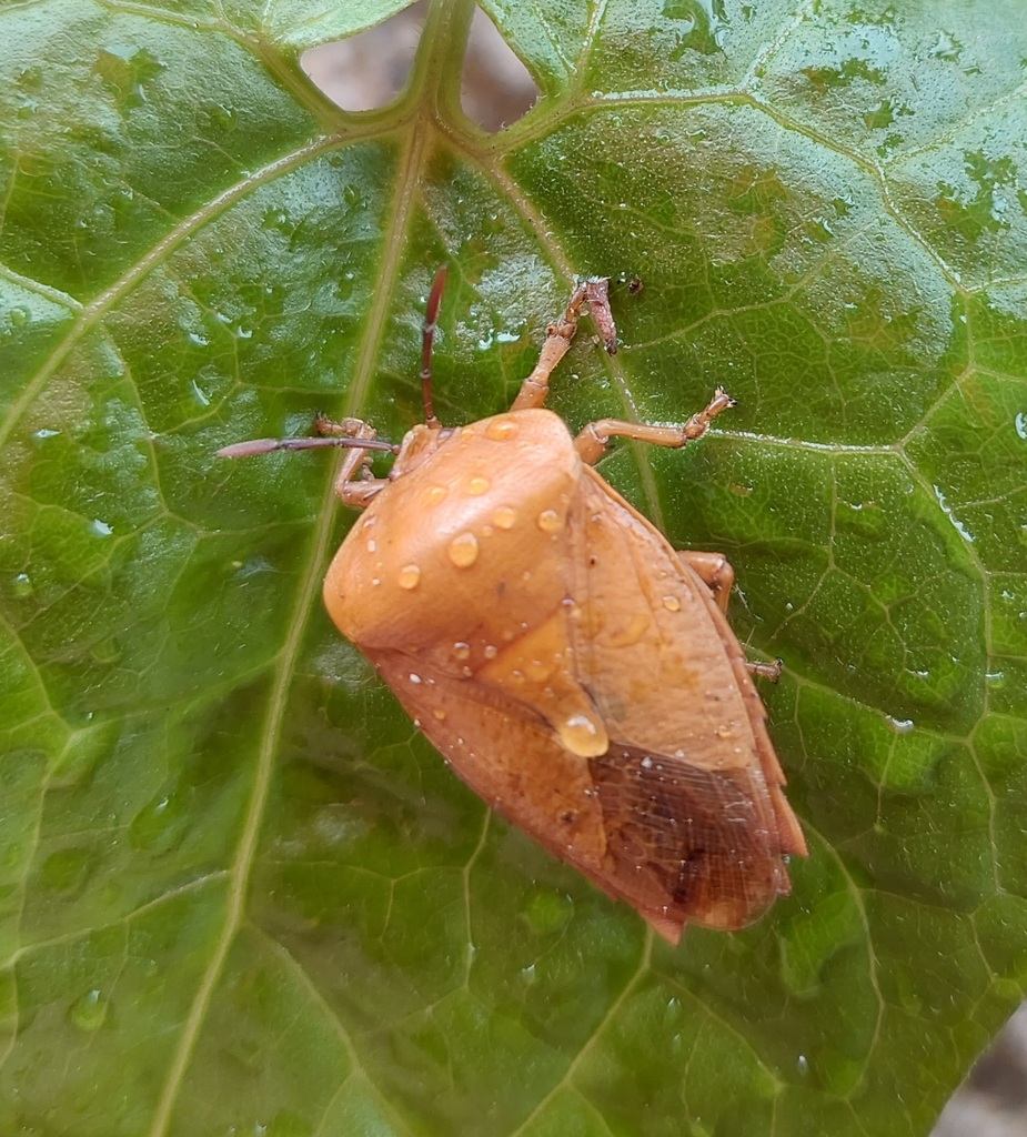 Lychee Stink Bug from St. Francis Xavier's Parish, Macao on May 1, 2022 ...