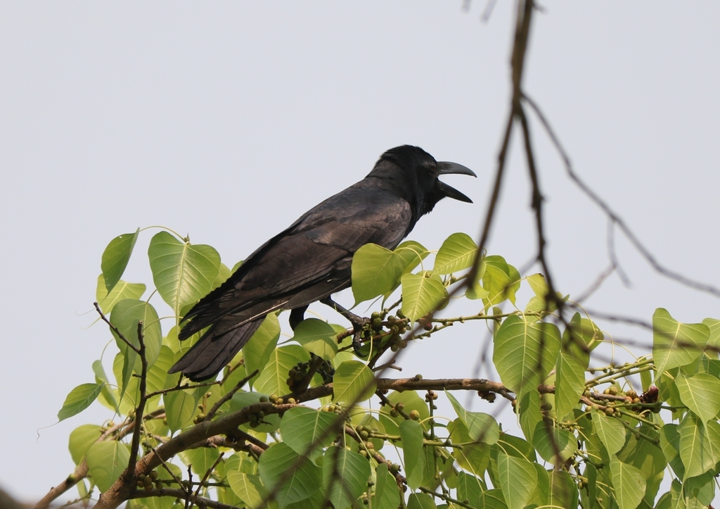 Large-billed Crow from Kannankurichi Lake on May 01, 2022 at 09:38 AM ...