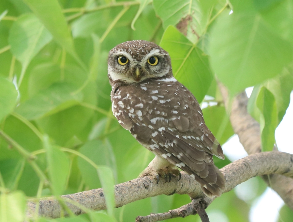 Spotted Owlet from Kannankurichi Lake on May 1, 2022 at 09:23 AM by ...