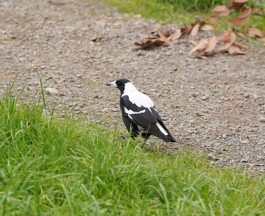 Australian Magpie from Old Joes Creek, Boronia VIC AU on April 29, 2022 ...