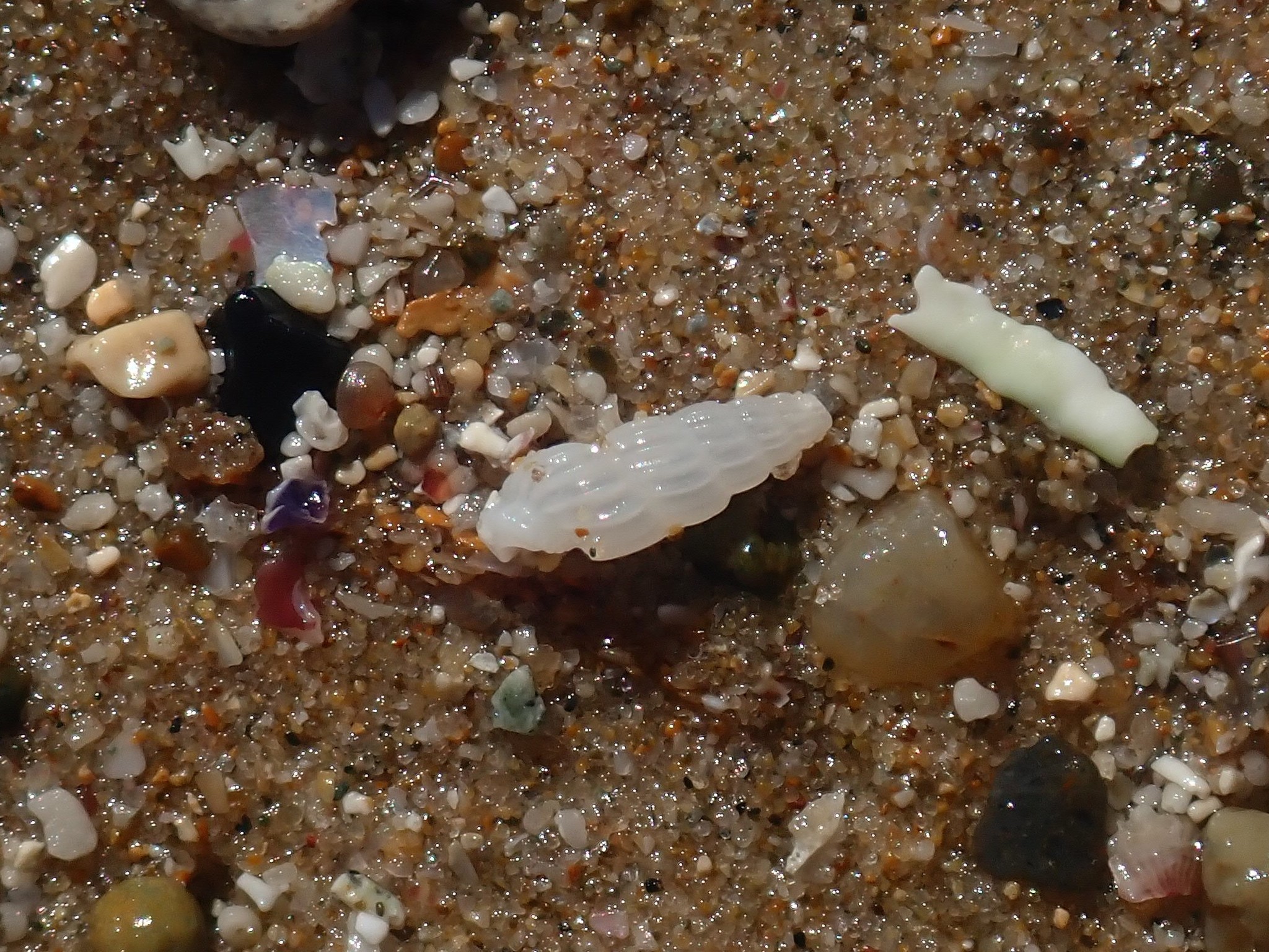 Rissoina d'Orbigny, 1841