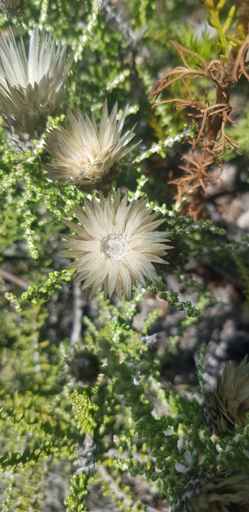 Cape everlasting from Overberg, ZA-WC, ZA on March 19, 2022 at 12:16 PM ...