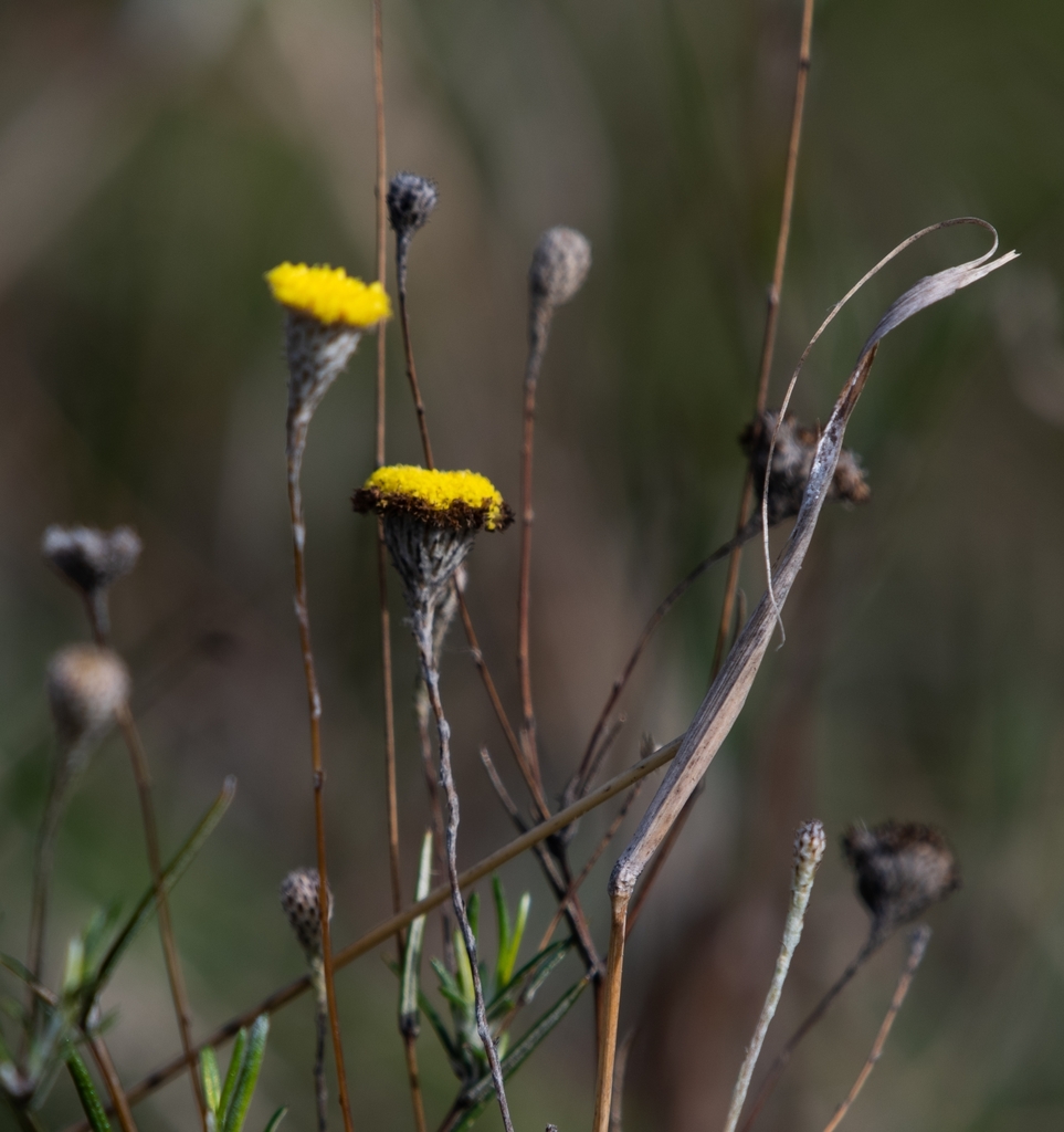 Leptorhynchos from Campbellfield VIC 3061, Australia on May 01, 2022 at ...