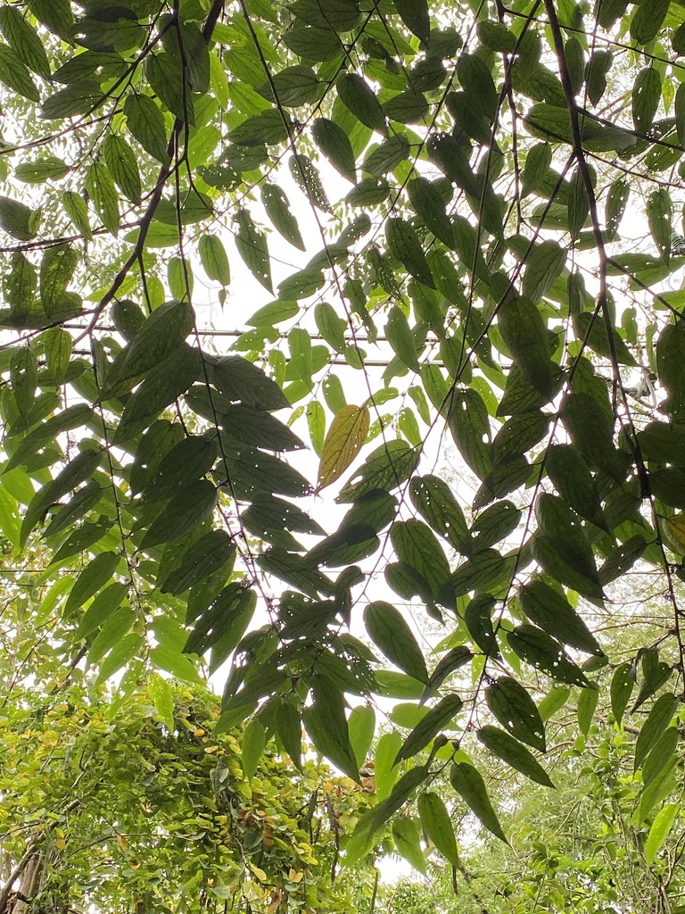 Oriental trema from 十八尖山公園, 東區, TW on May 1, 2022 at 04:07 PM by 卷尾.杰森 ...