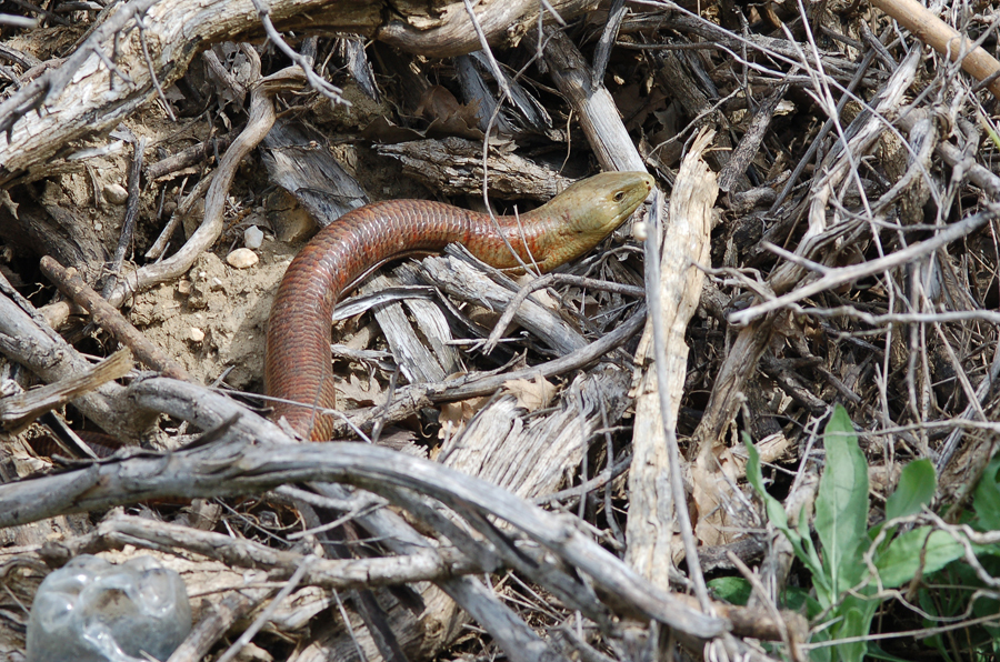 European Glass Lizard from Evros, Griekenland on May 14, 2008 at 08:41 ...