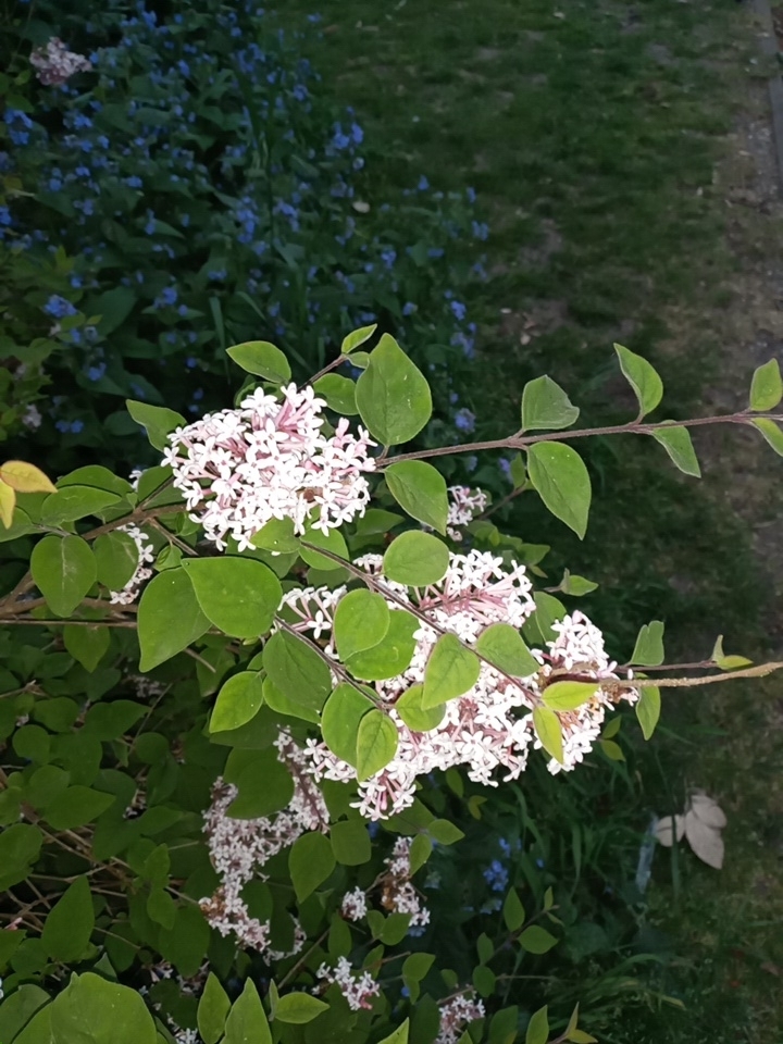 Syringa pubescens microphylla from Surbiton KT6, UK on April 28, 2022 ...