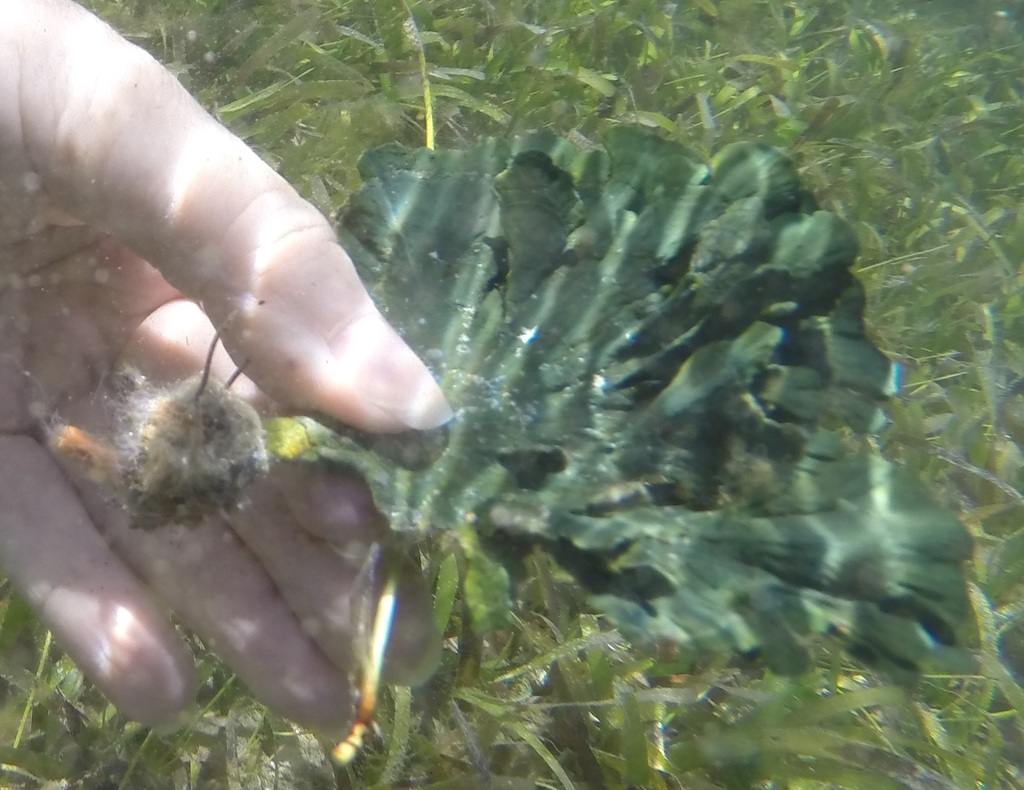 mermaid's-fan alga (Udotea flabellum) - Botanical Realm