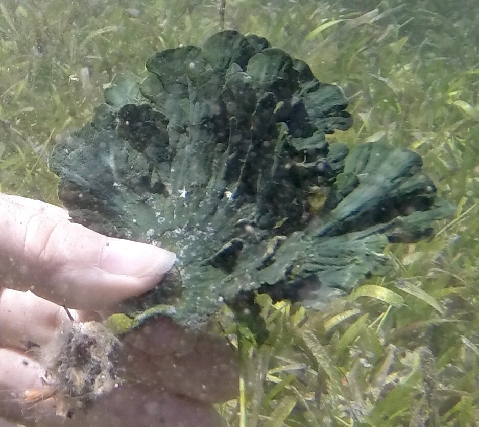 mermaid's-fan alga (Udotea flabellum) - Botanical Realm