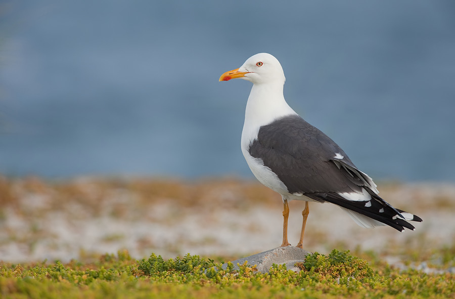 Lesser Black-backed Gull from Pinneberg, DE-SH, DE on June 27, 2009 at ...
