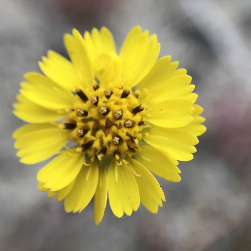 Coastal Tarweed (Purisima OSP Plants) · iNaturalist