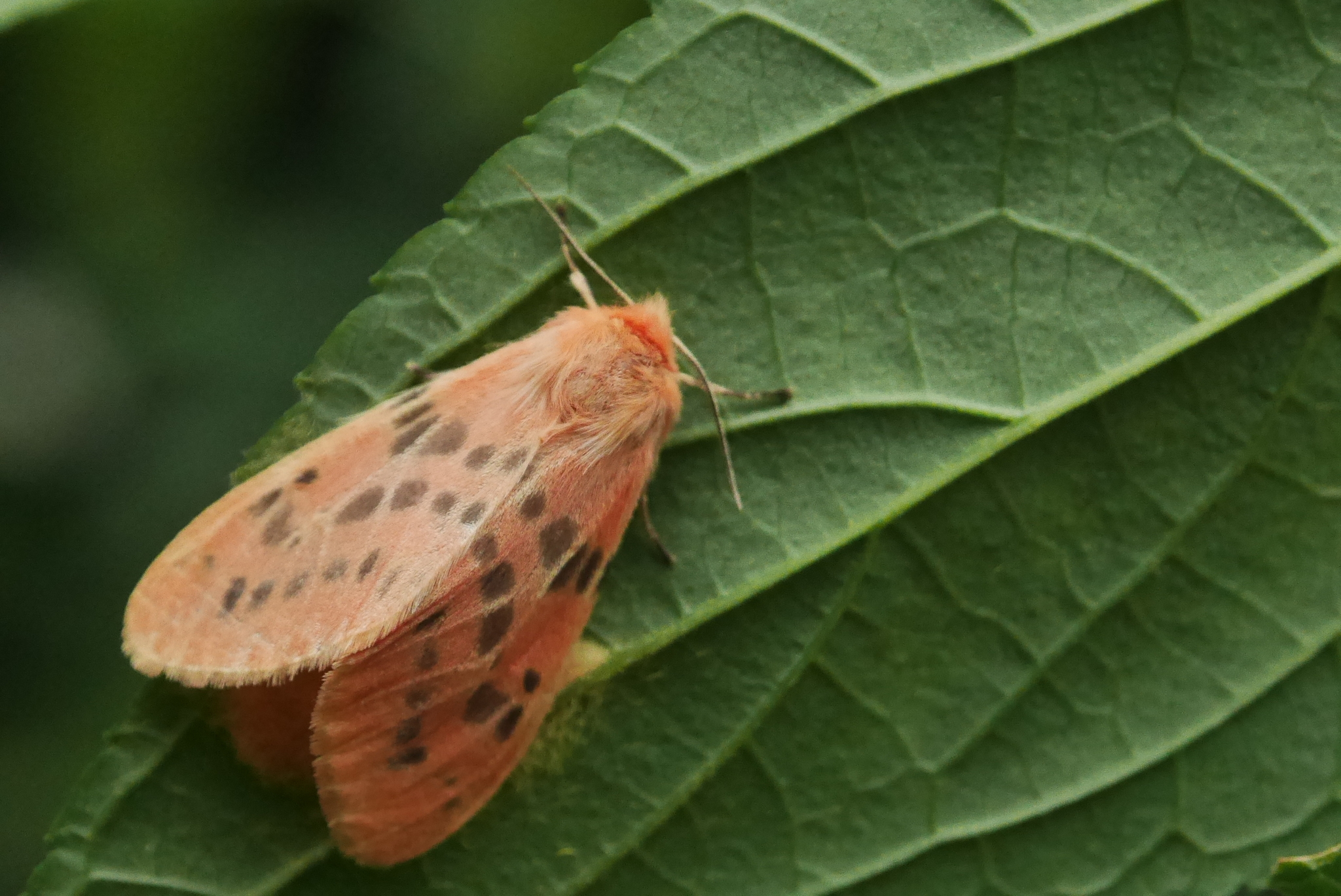 Lemyra alikangensis (Strand, 1915)