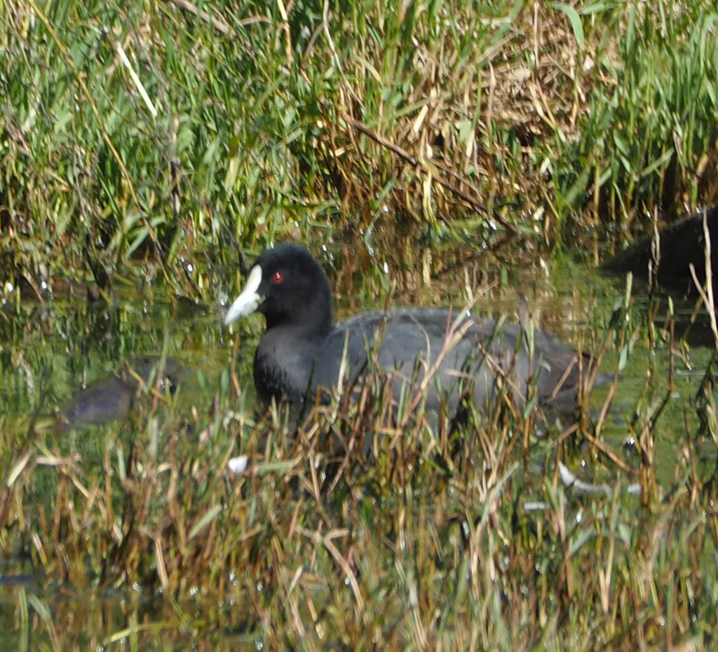 Australasian Coot from Jerrabomberra Wetlands, ACT, Australia on April ...