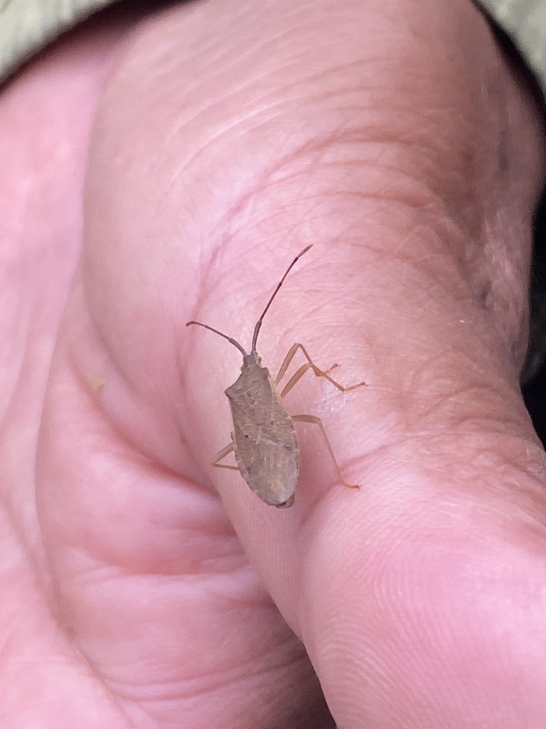 Homoeocerus unipunctatus from 嘉151, 古坑鄉, TW on May 01, 2022 at 04:59 PM ...