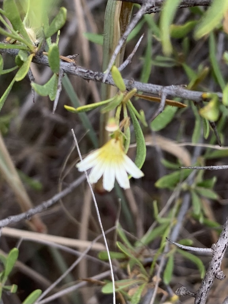 Spiny Fan-flower from Myall Park Rd, Glenmorgan, QLD, AU on May 1, 2022 ...