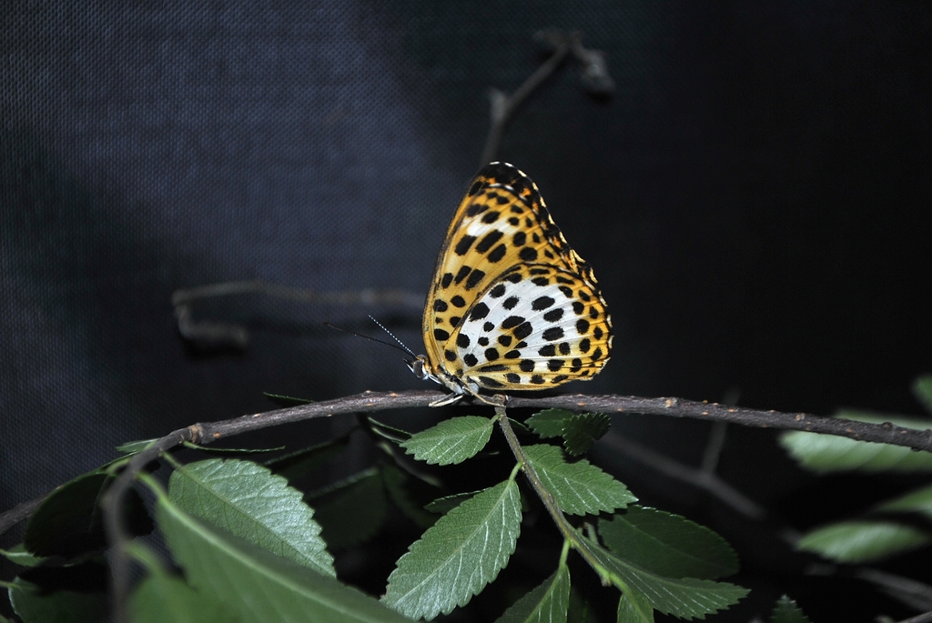 Spotted leopard butterfly from Wuhan, CN-HU, CN on May 1, 2022 at 06:22 ...