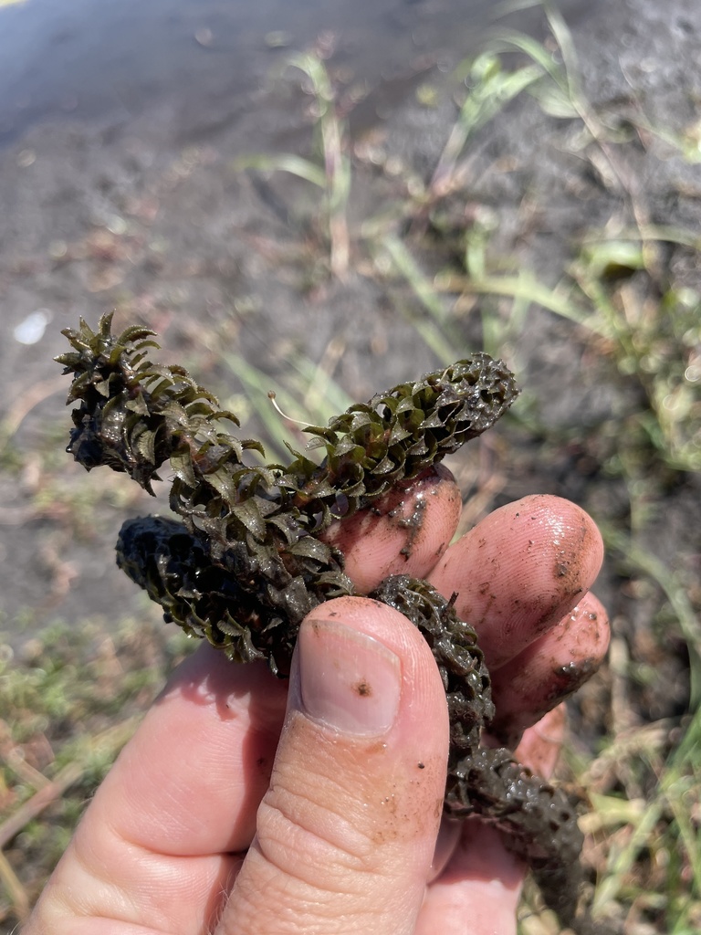 Oxygen Weed from Thamalakane, North-West, BW on May 01, 2022 at 10:34 ...