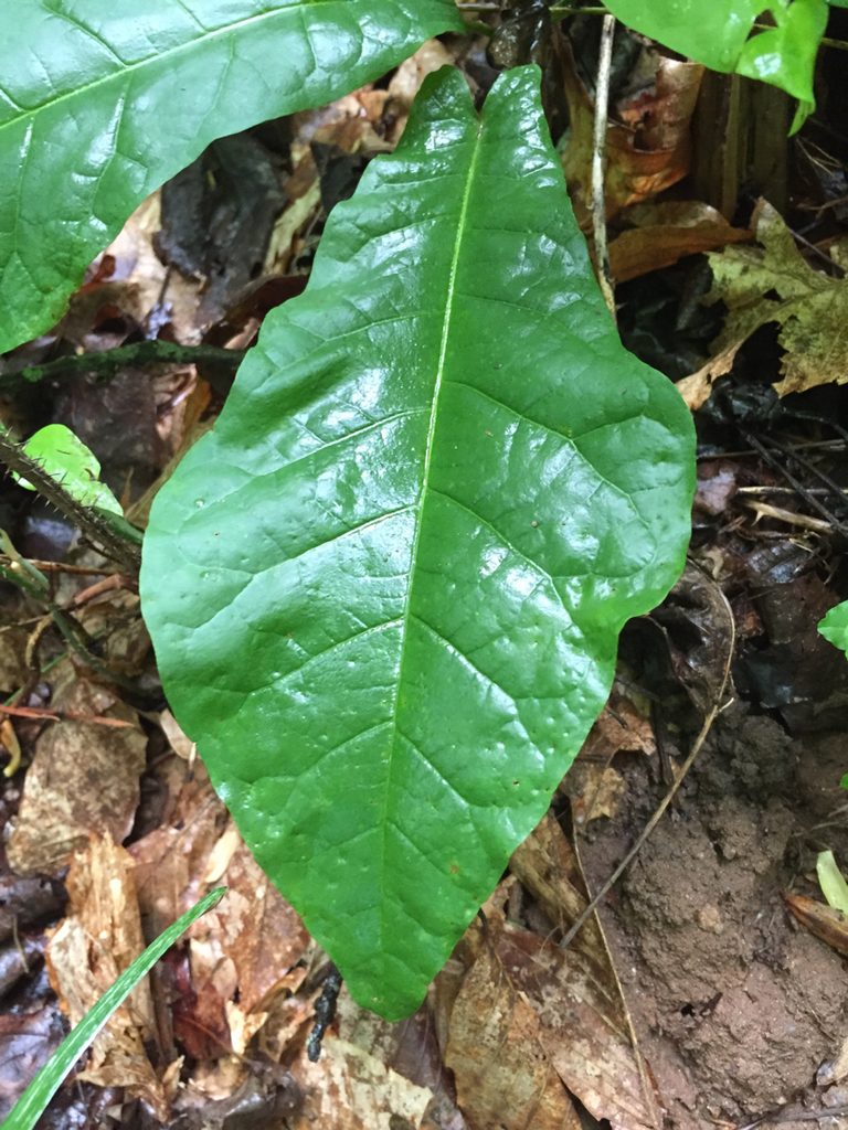 Pyramid Magnolia in May 2015 by Eli Dickerson · iNaturalist