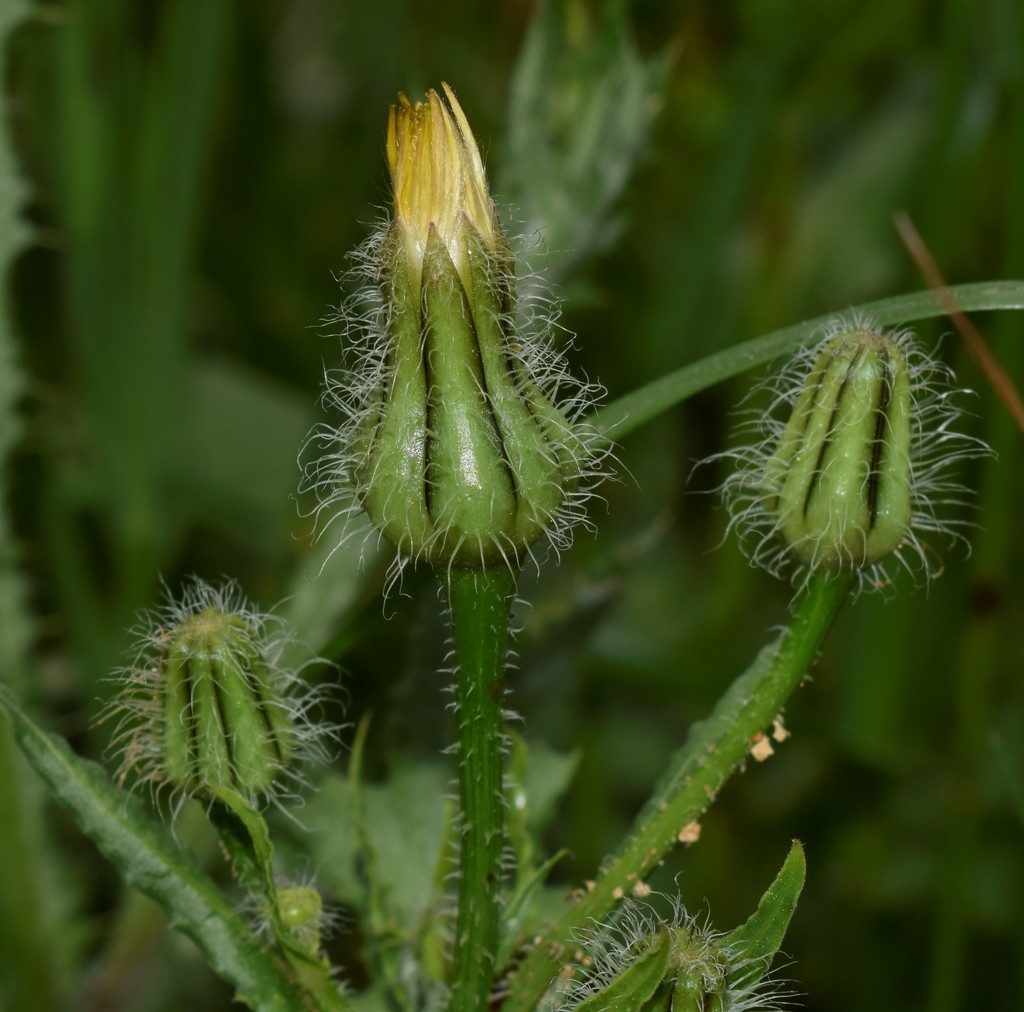 False Hawkbit from Περιφέρεια Βορείου Αιγαίου, Ελλάδα on April 26, 2022 ...