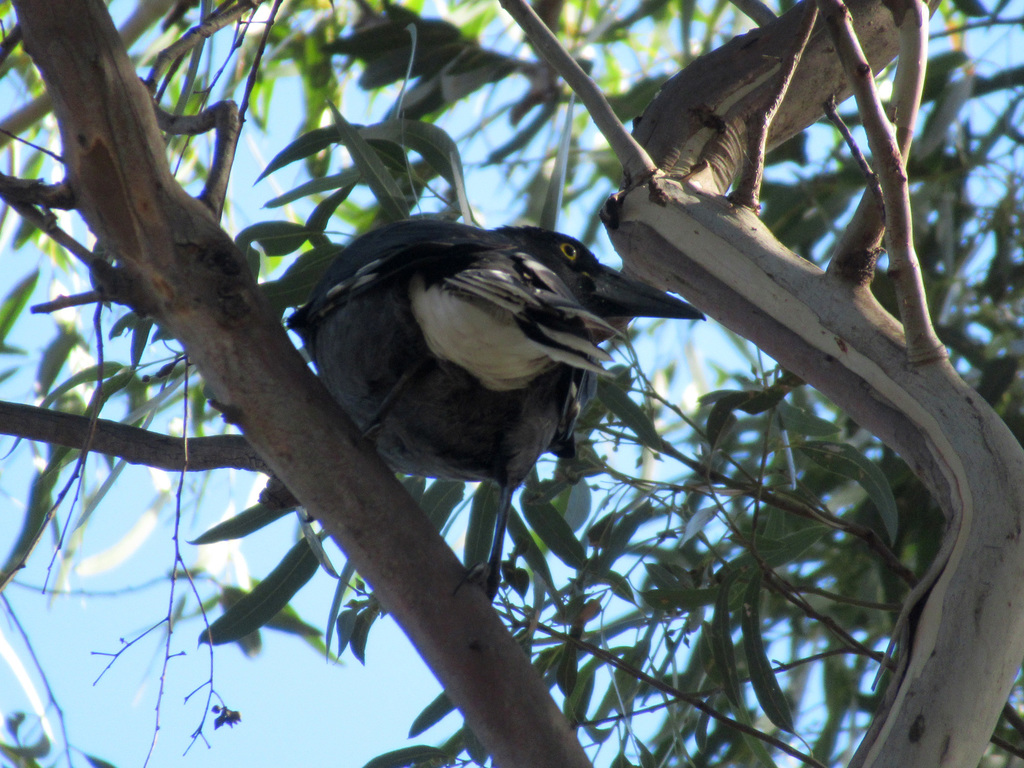 Pied Currawong from Melbourne VIC, Australia on May 01, 2022 at 11:06 ...