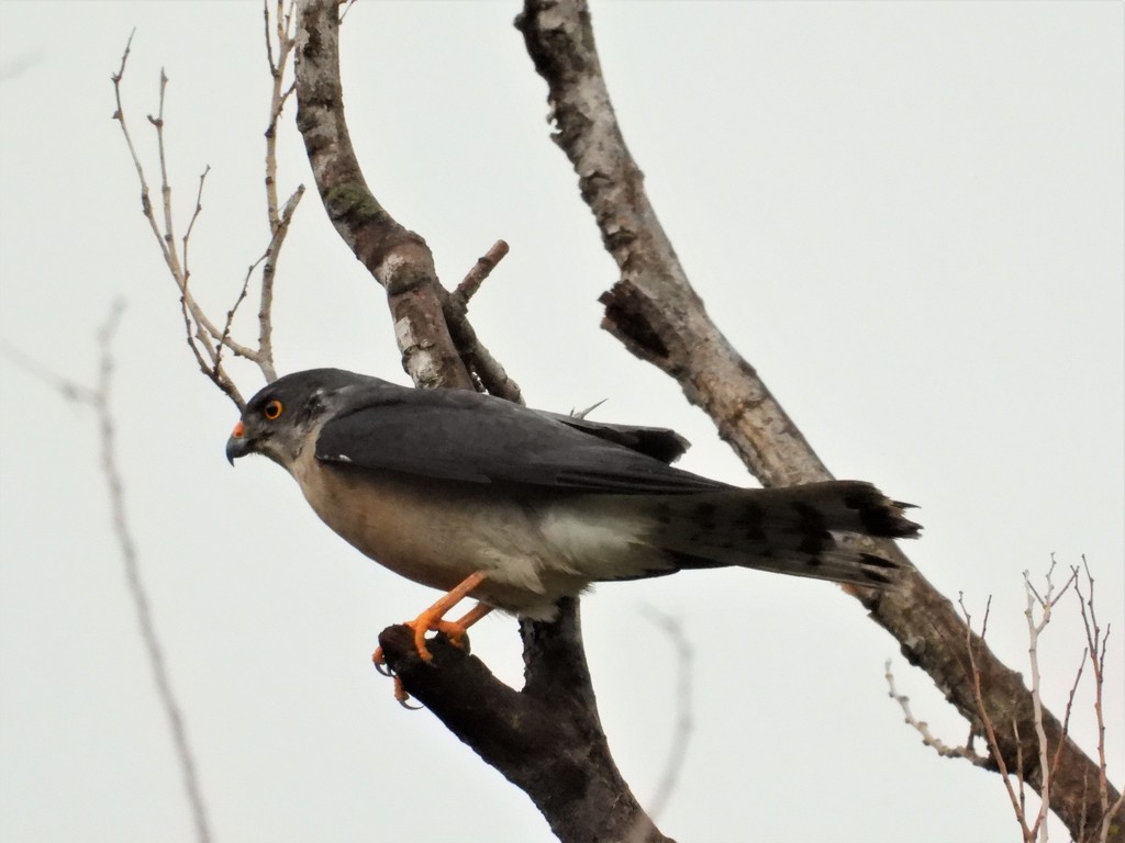 Chinese Sparrowhawk from Kowloon Tsai, Hong Kong on May 01, 2022 at 04: ...