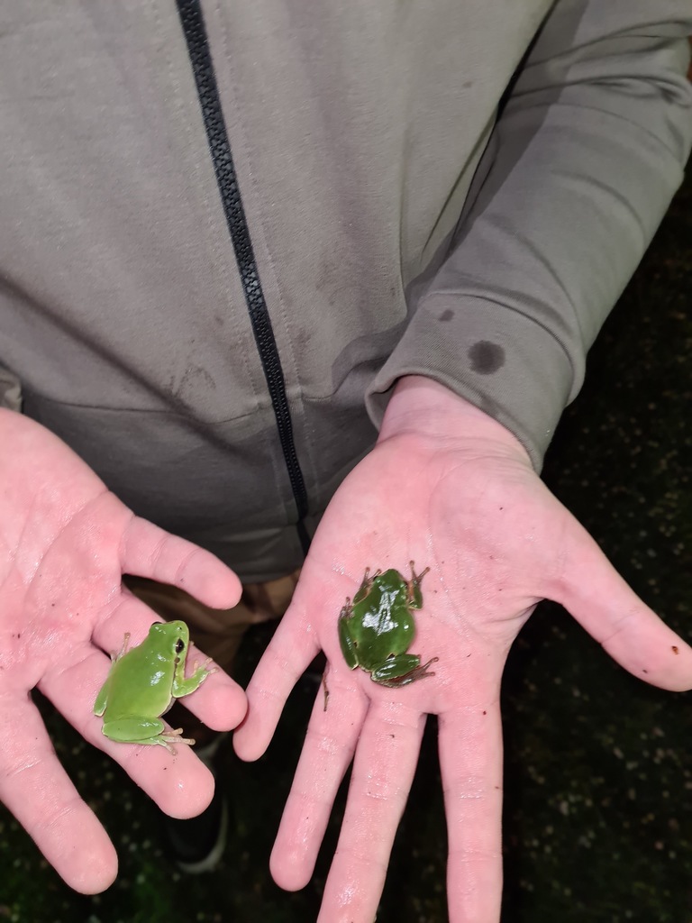 Italian Tree Frog in April 2022 by David Fiacchini. Foto di A ...
