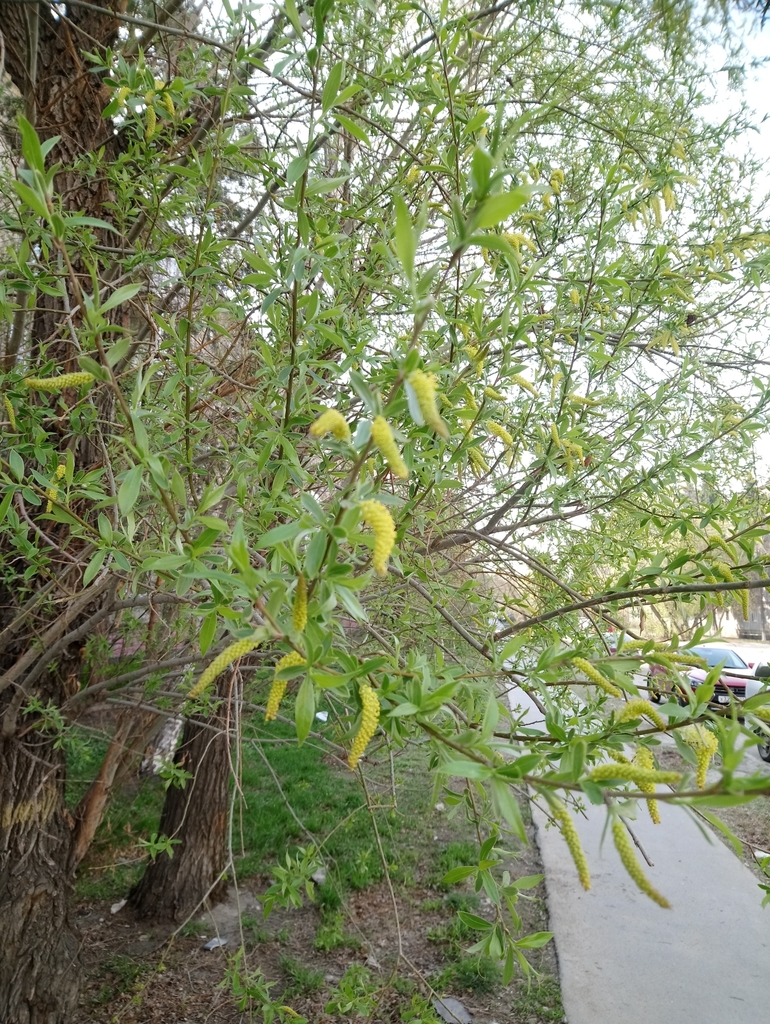 (Salix × fragilis fragilis) - Botanical Realm