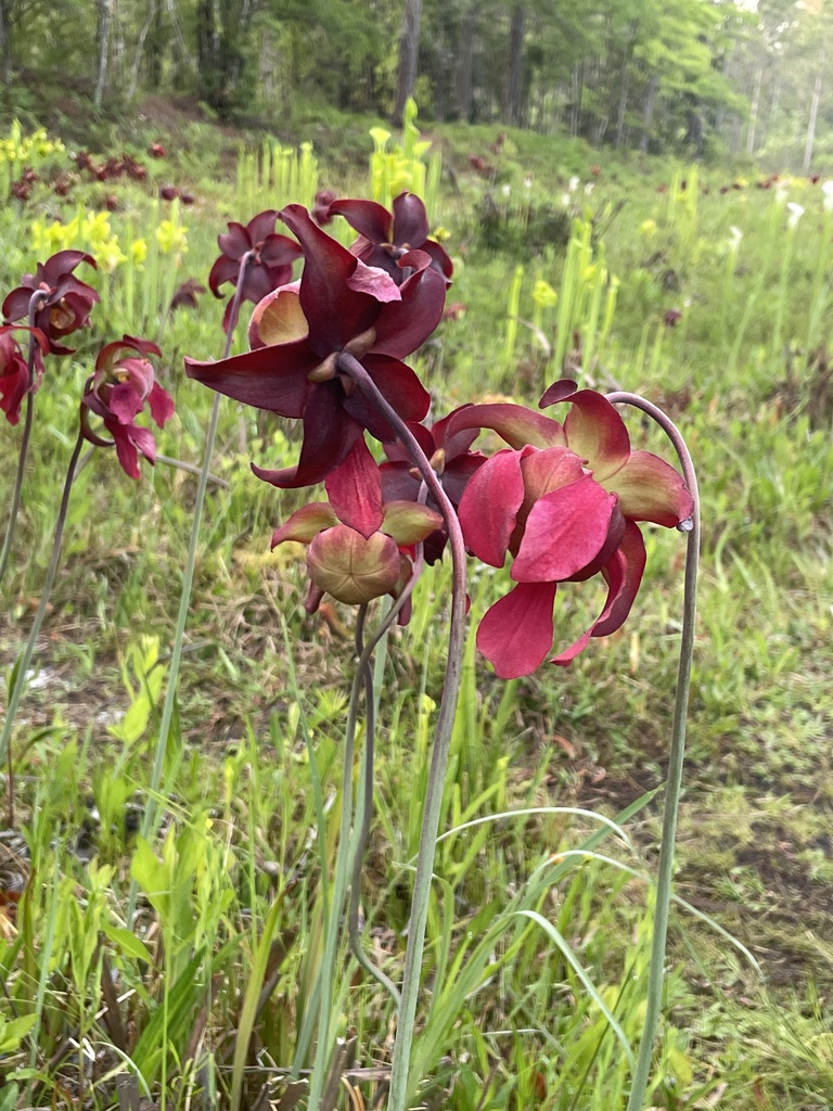 white pitcher plant in May 2022 by Morgan Freese · iNaturalist