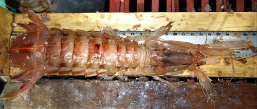 Camarón mantis (Squilla biformis)