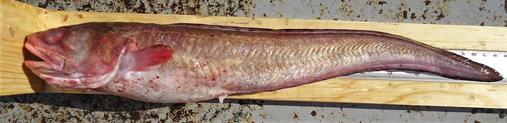 Speckled cusk-eel (Lepophidium negropinna) - Marine Life Identification