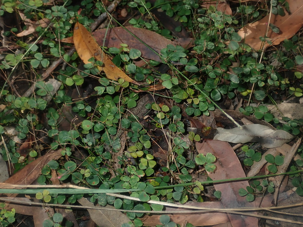 Pullenia gunnii from Parramatta - Inner, New South Wales, Australia on ...
