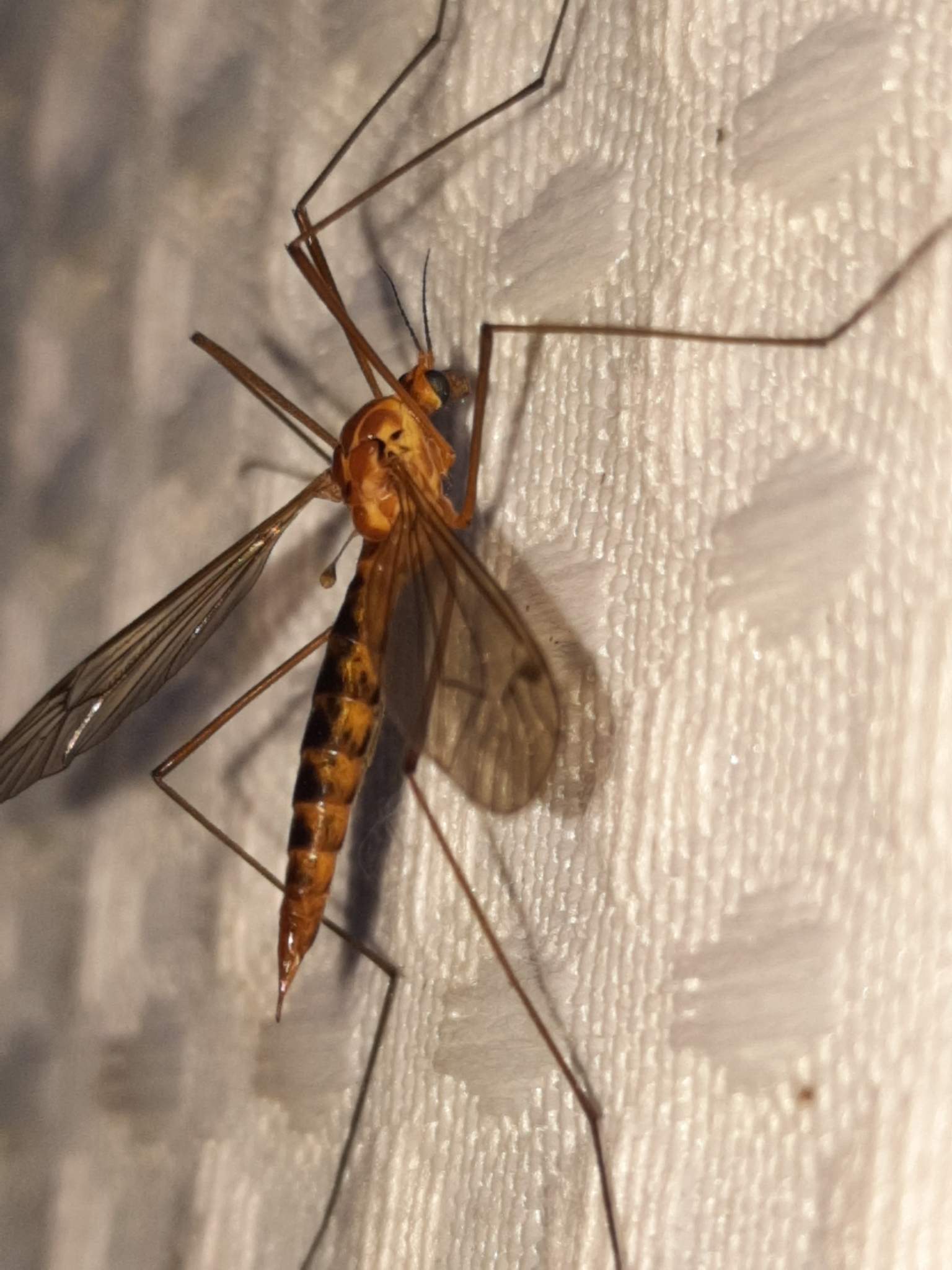 Nephrotoma ferruginea (Fabricius, 1805)