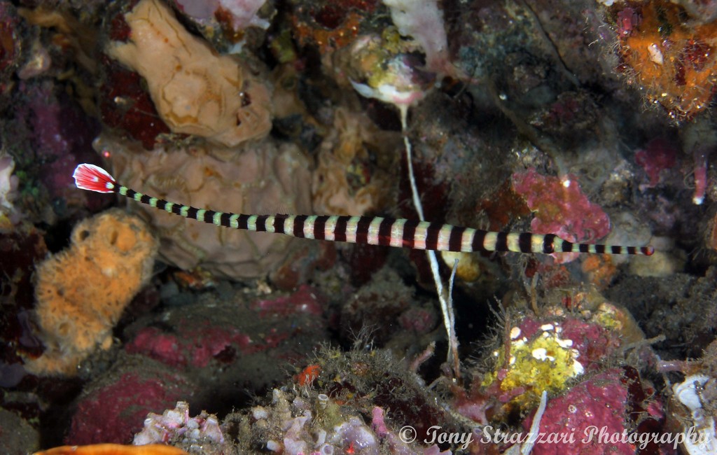 Banded Pipefish (Dunckerocampus dactyliophorus) - Marine Life ...