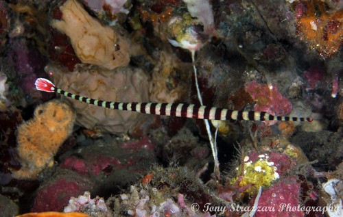 Banded Pipefish (Dunckerocampus dactyliophorus) · iNaturalist