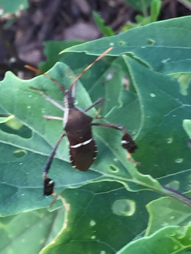 Eastern Leaf-footed Bug from 1456 County Road 6712, Lytle, TX, US on ...