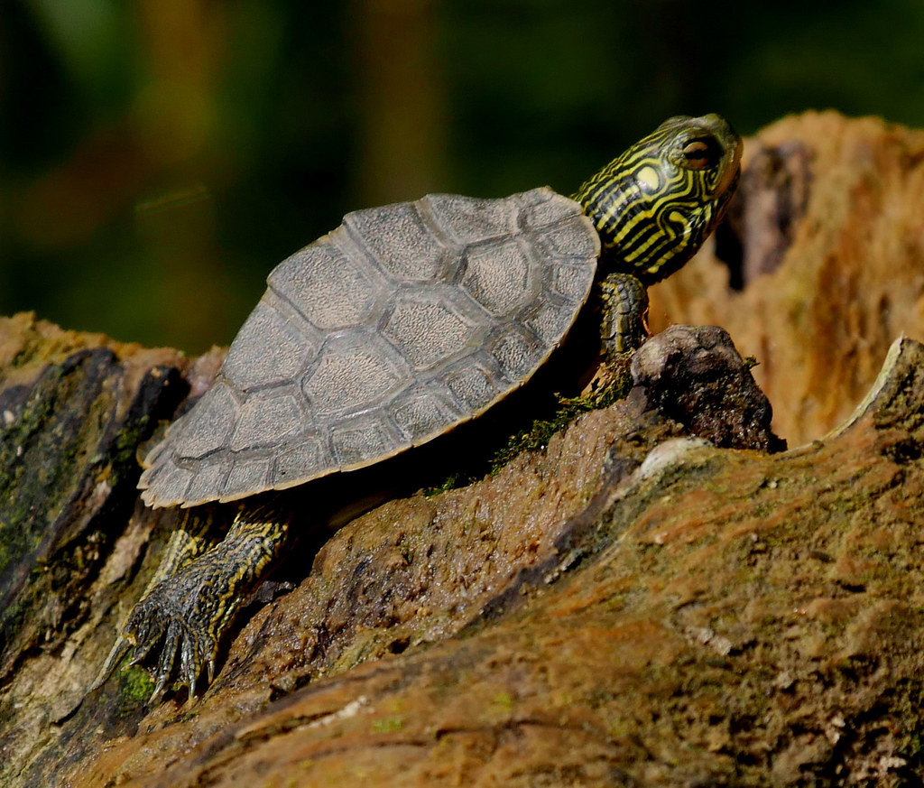 Northern Map Turtle from Riverside, Columbus, OH 43017, USA on June 06 ...